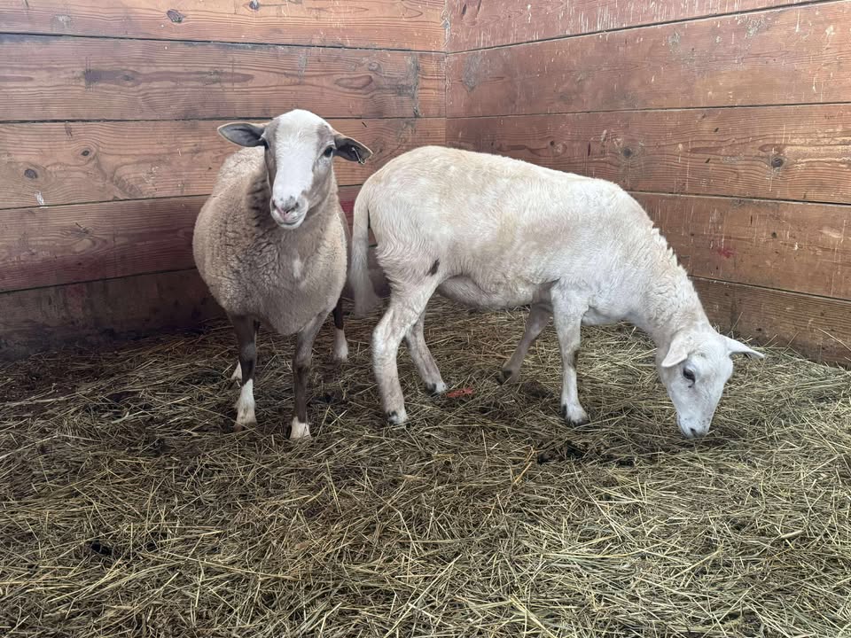 Geyer Farm & Auction Service | Auction Company Lansing MI